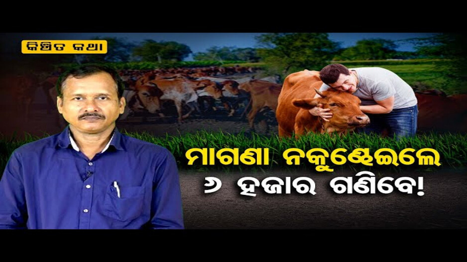 Cow Hug Charge Rupees 6 Thousand Per Hour!